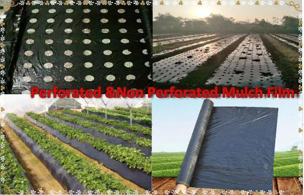 Perforated & Non-Perforated Plastic Mulch Film For Agricultural & Gardening